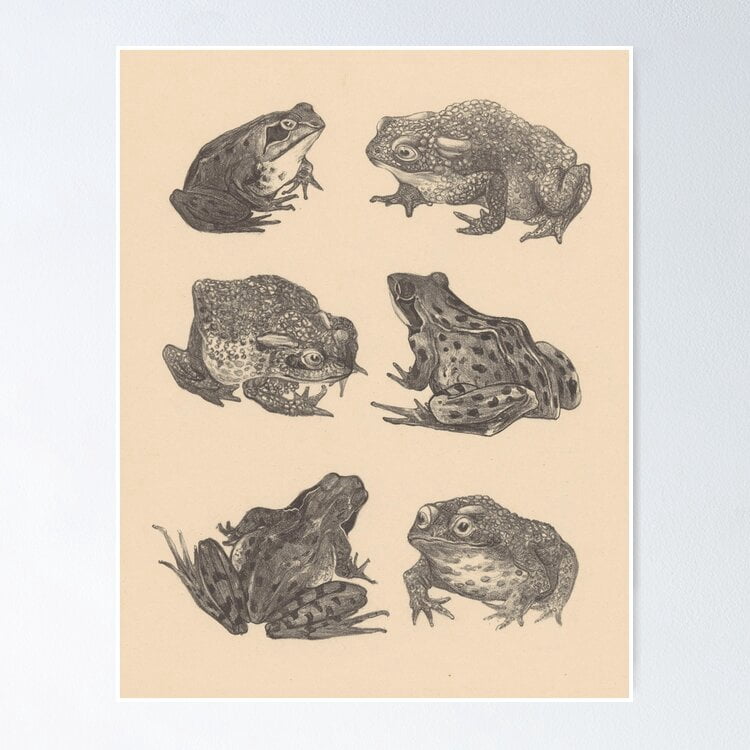 Poster Naturalist Frogs - No Framed, Vintage Wall Art, Trendy Retro ...