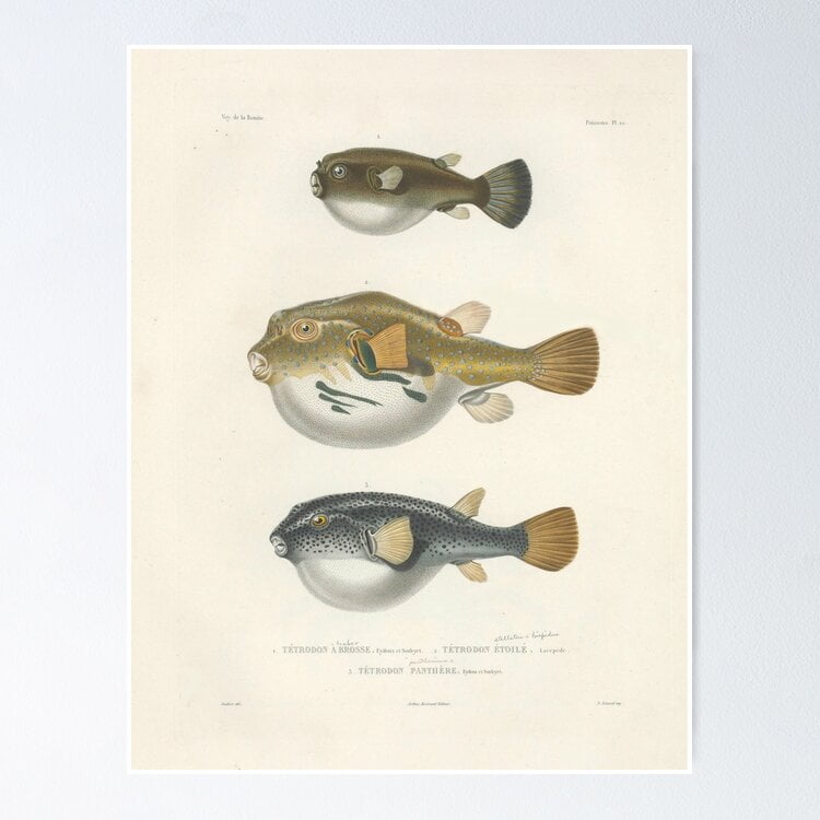 Poster Naturalist Pufferfish - No Framed, Vintage Wall Art, Trendy ...
