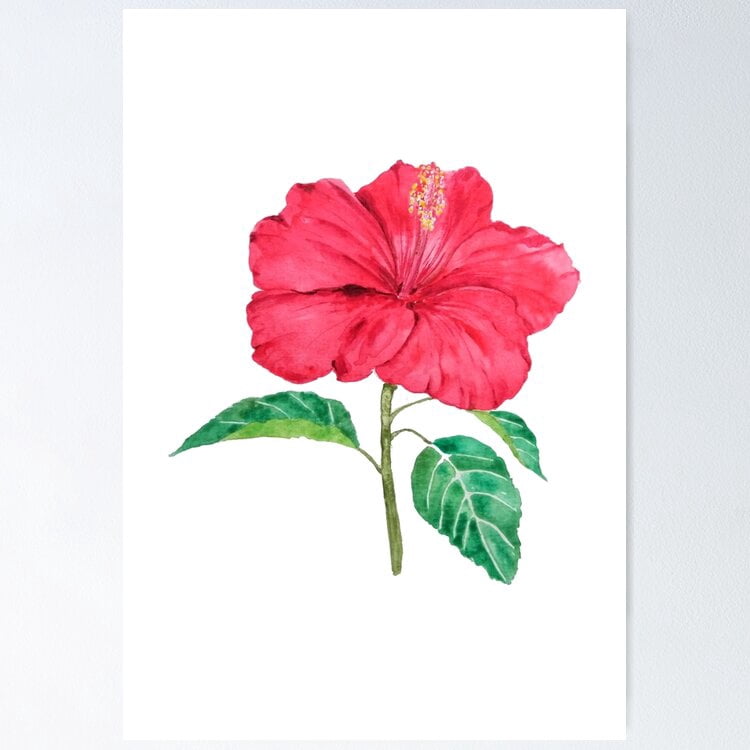 Poster One Red Hibiscus Watercolor Painting Poster No Framed, 12x18 ...