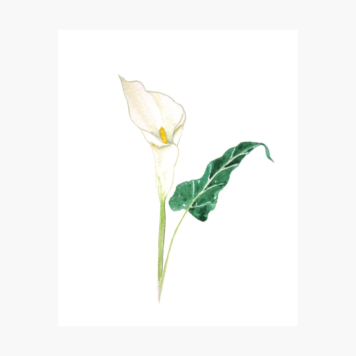 Poster One White Calla Lily Flowers Poster No Framed, 24x36 - Walmart.com