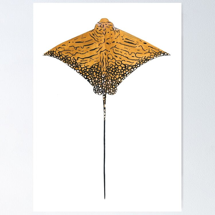 Poster Ornate Eagle Ray-Aetomylaeus Vespertilio - No Framed, Vintage ...