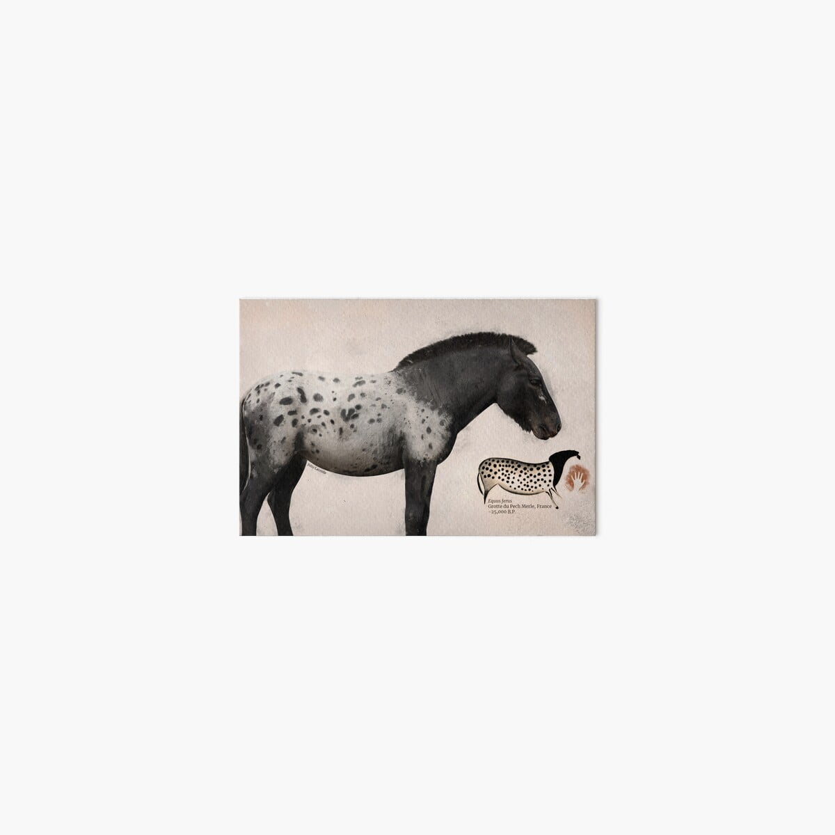 Poster Pech Merle Horse Poster No Framed, 12x18 - Walmart.com