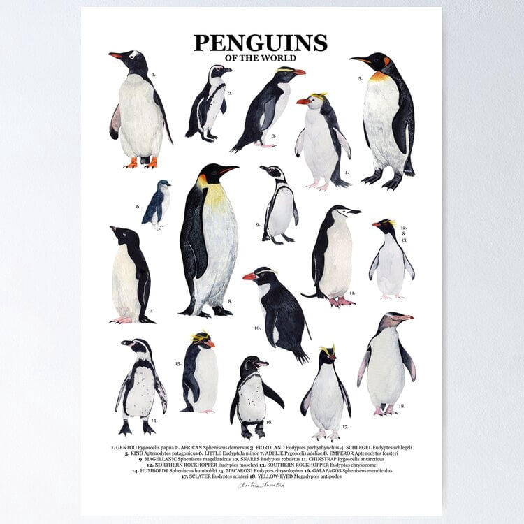 Poster Penguins Of The World- With Names - No Framed, Vintage Wall Art ...