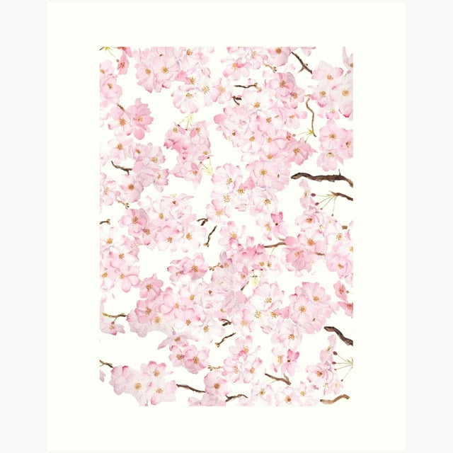 Poster Pink Cherry Blossom Pattern In White Background Poster No Framed ...