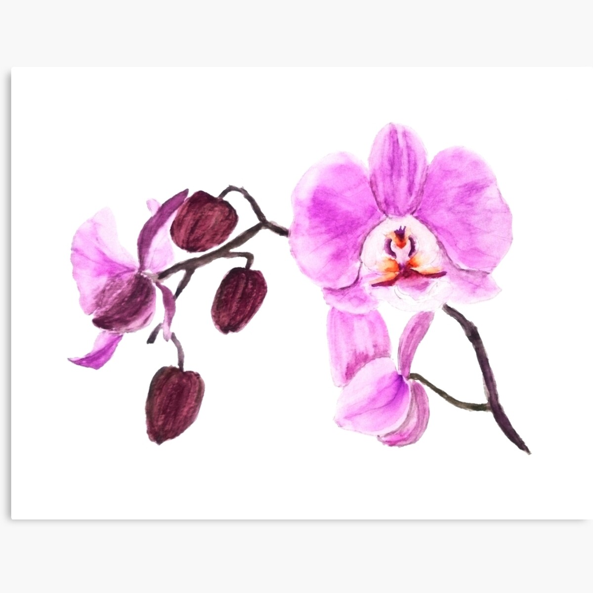 Poster Pink Orchid Watercolor Painting Poster No Framed, 12x18 ...