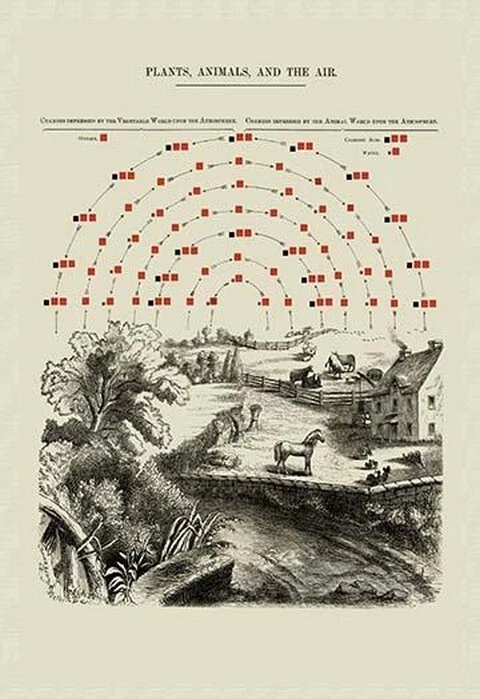Poster Plantsanimals And The Air Edward L. Youmans Print- UNFRAMED ...