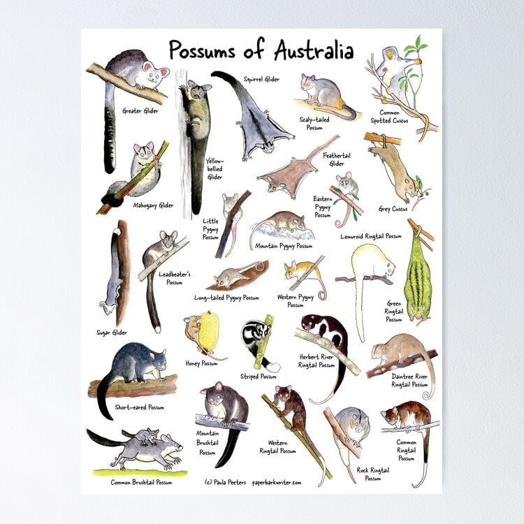 Poster Possums Of Australia (With Names) - No Framed, Vintage Wall Art ...