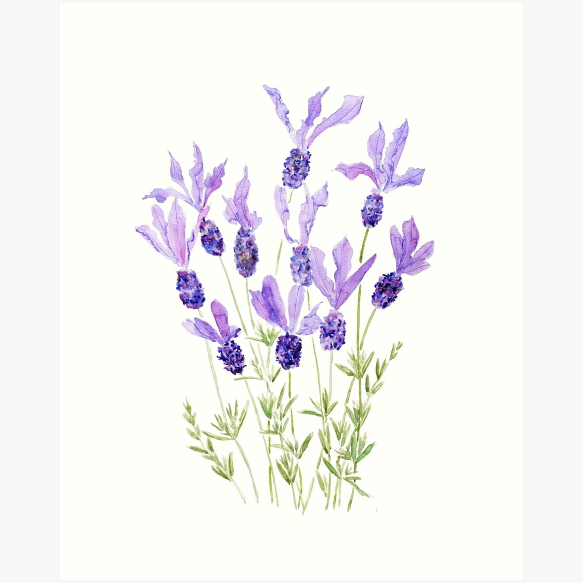 Poster Purple French Lavender Watercolour Hand Painted Painting - No ...