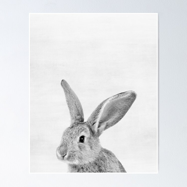 Poster Rabbit Poster No Framed, 24x36 - Walmart.com