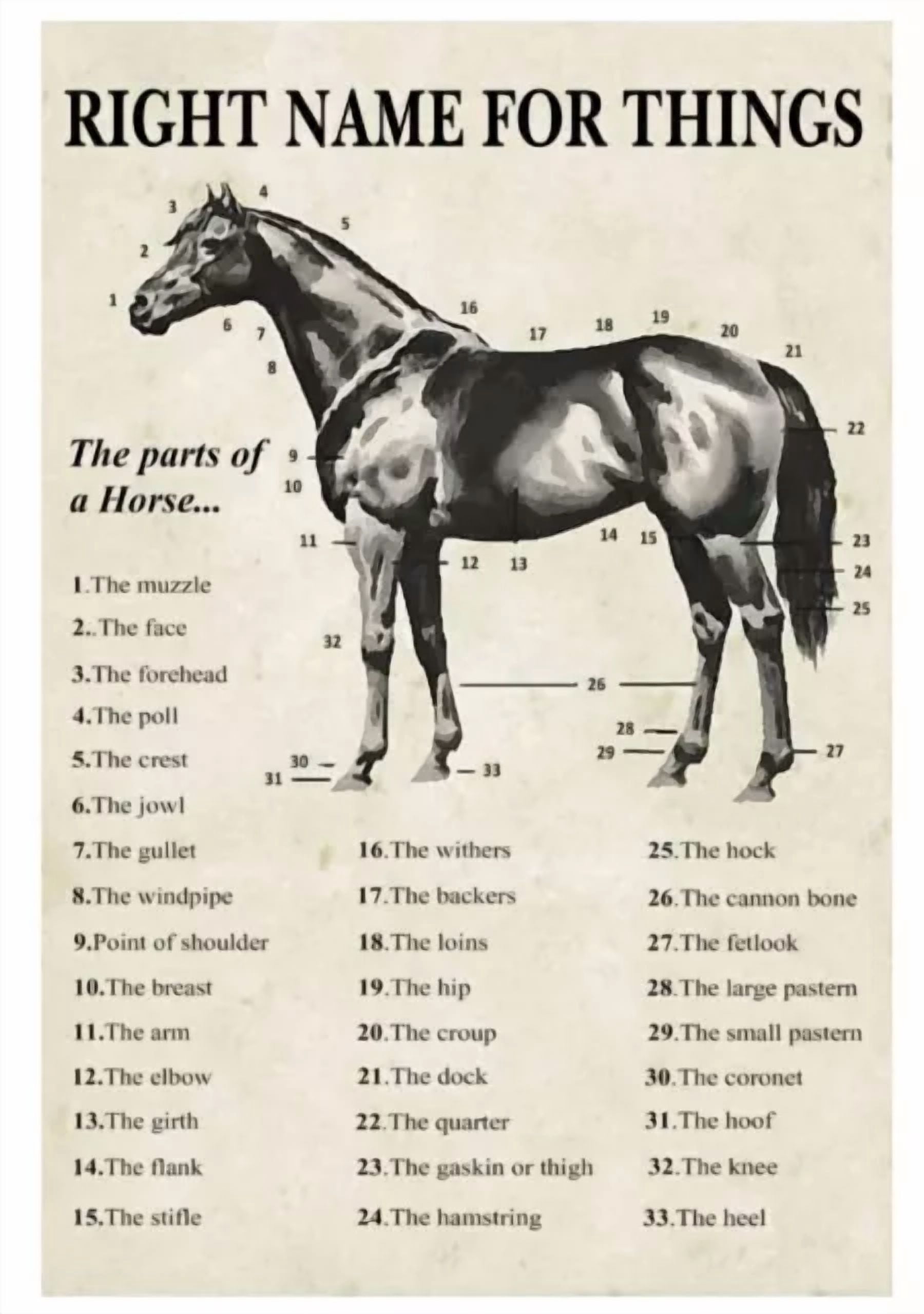 Poster Right Name For Things The Parts Of A Horse White Portrait Poster ...
