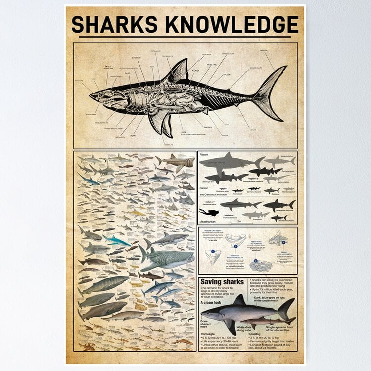 Poster Shark Knowledge Infographic For Marine Lovers - No Framed ...