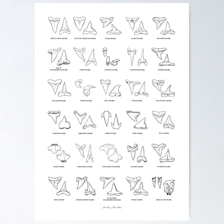 Poster Shark Teeth Names X30 - No Framed, Vintage Wall Art, Trendy ...