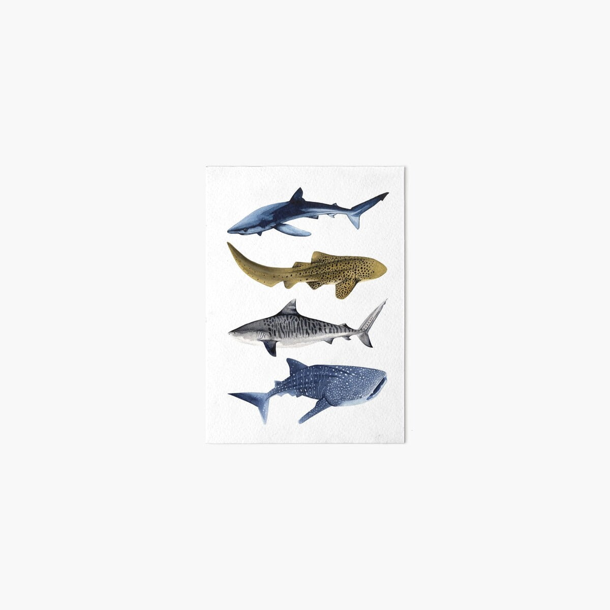 Poster Sharks Ii-Bluezebra / Leopardtiger And Whale Sharks - No Framed ...