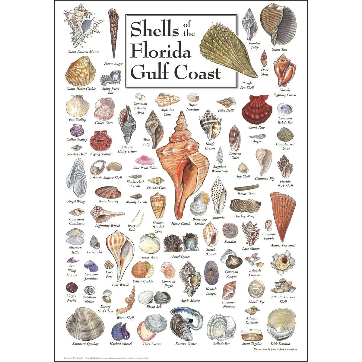 Poster - Shells Of Florida's Gulf Coast - Poster Student Animal Poster ...