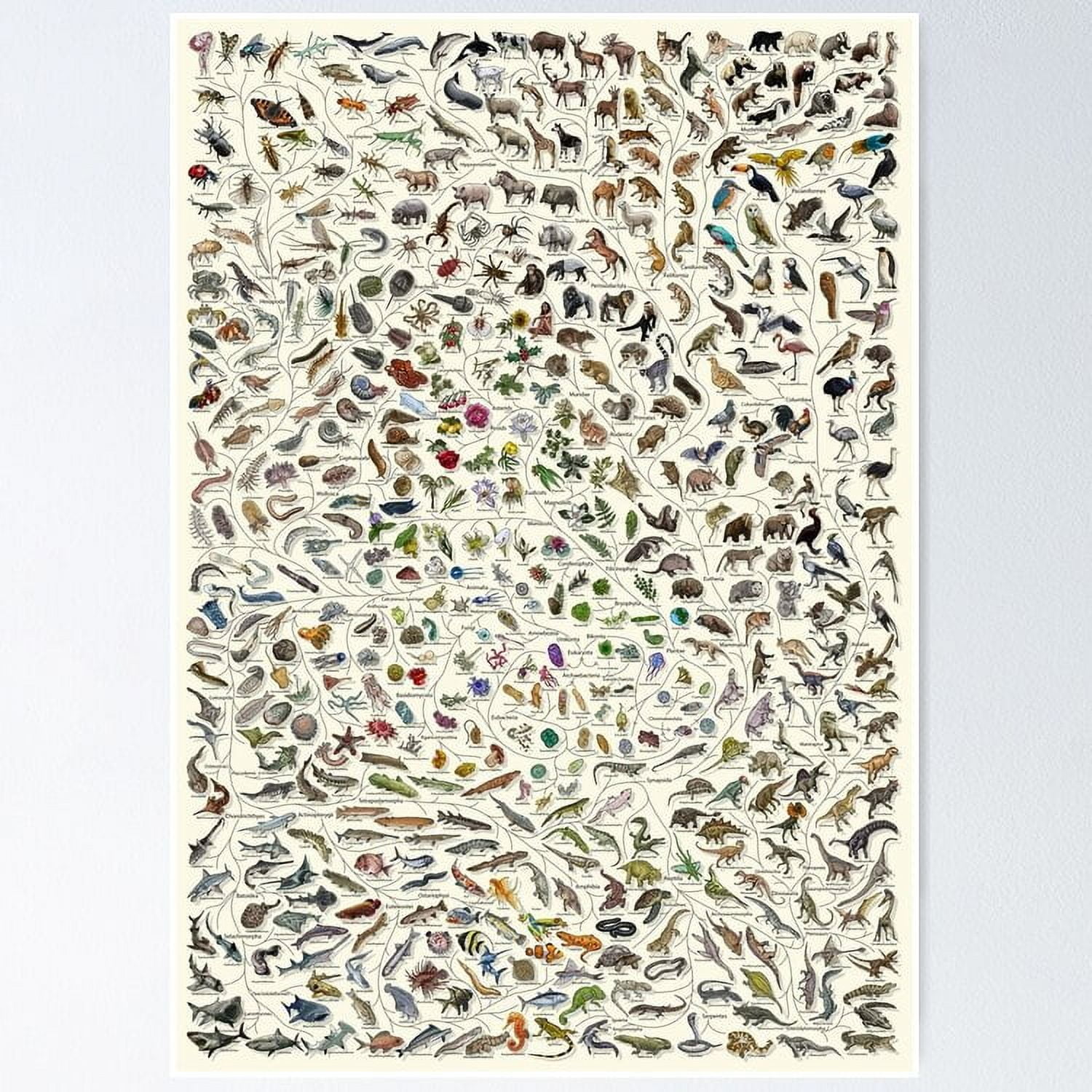 Poster Tree Of Life - Animal And Plant Evolution - Colour (Scientific ...