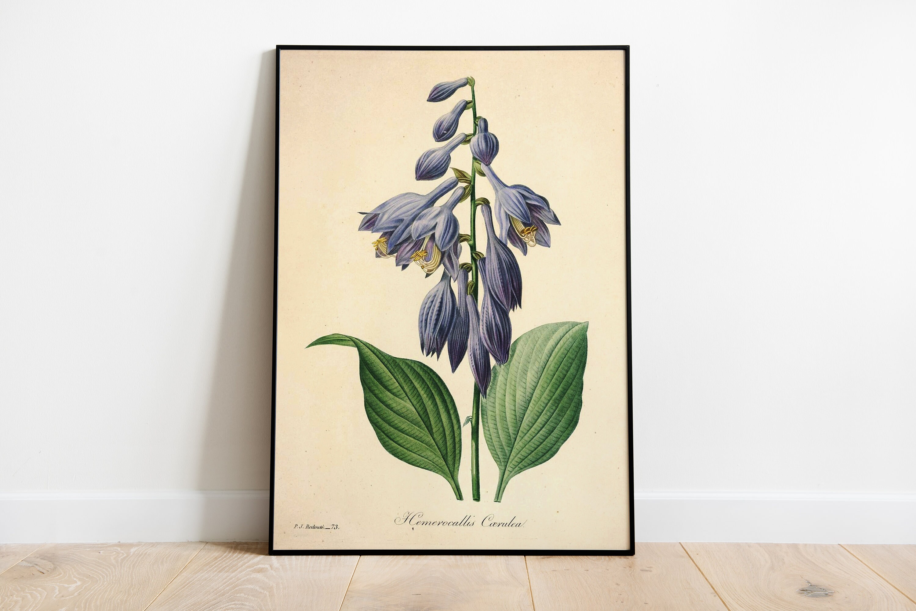 Poster Vintage Hemerocallis – Daylilly art decor Home Room Wall Decor ...