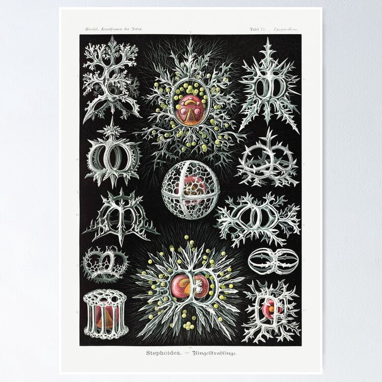 Poster Vintage Microorganism - Unframed Poster, 24x36 - Walmart.com