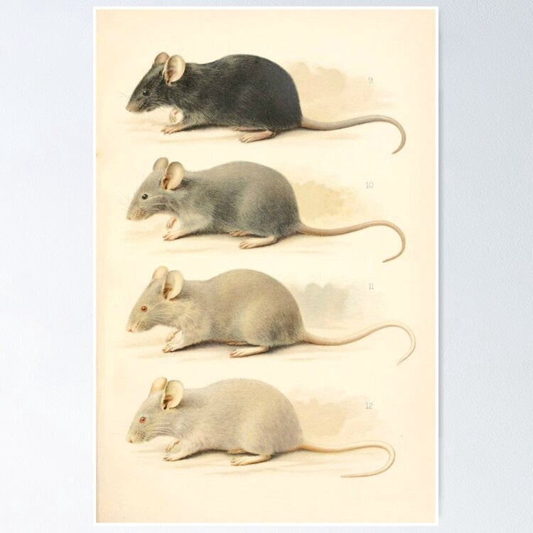 Poster Vintage Mouse Scientific Illustration - No Framed, Vintage Wall ...