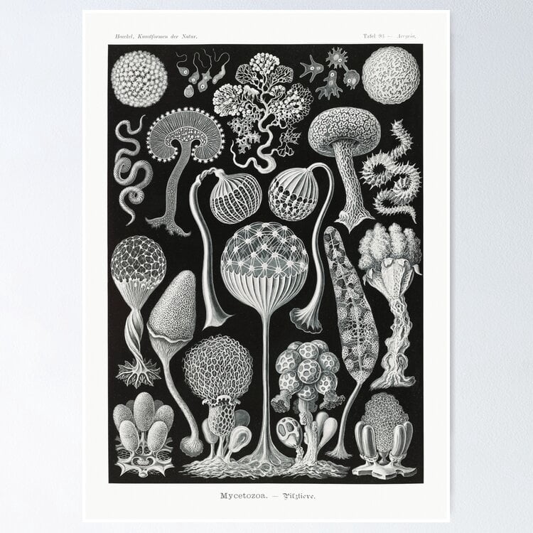 Poster Vintage Mushrooms and Microorganisms - Unframed Poster, 12x18 ...