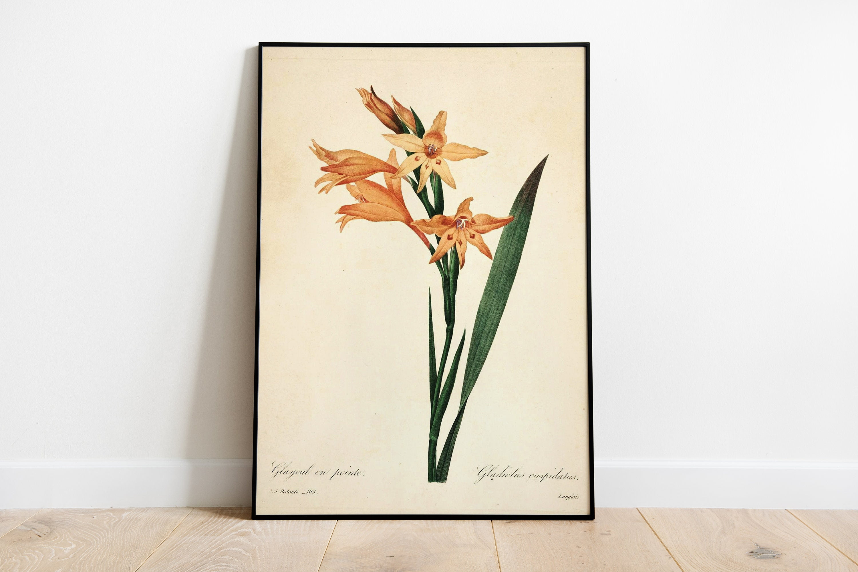 Poster Vintage Redoute Flower Gladiolus art decor Home Room Wall Decor ...
