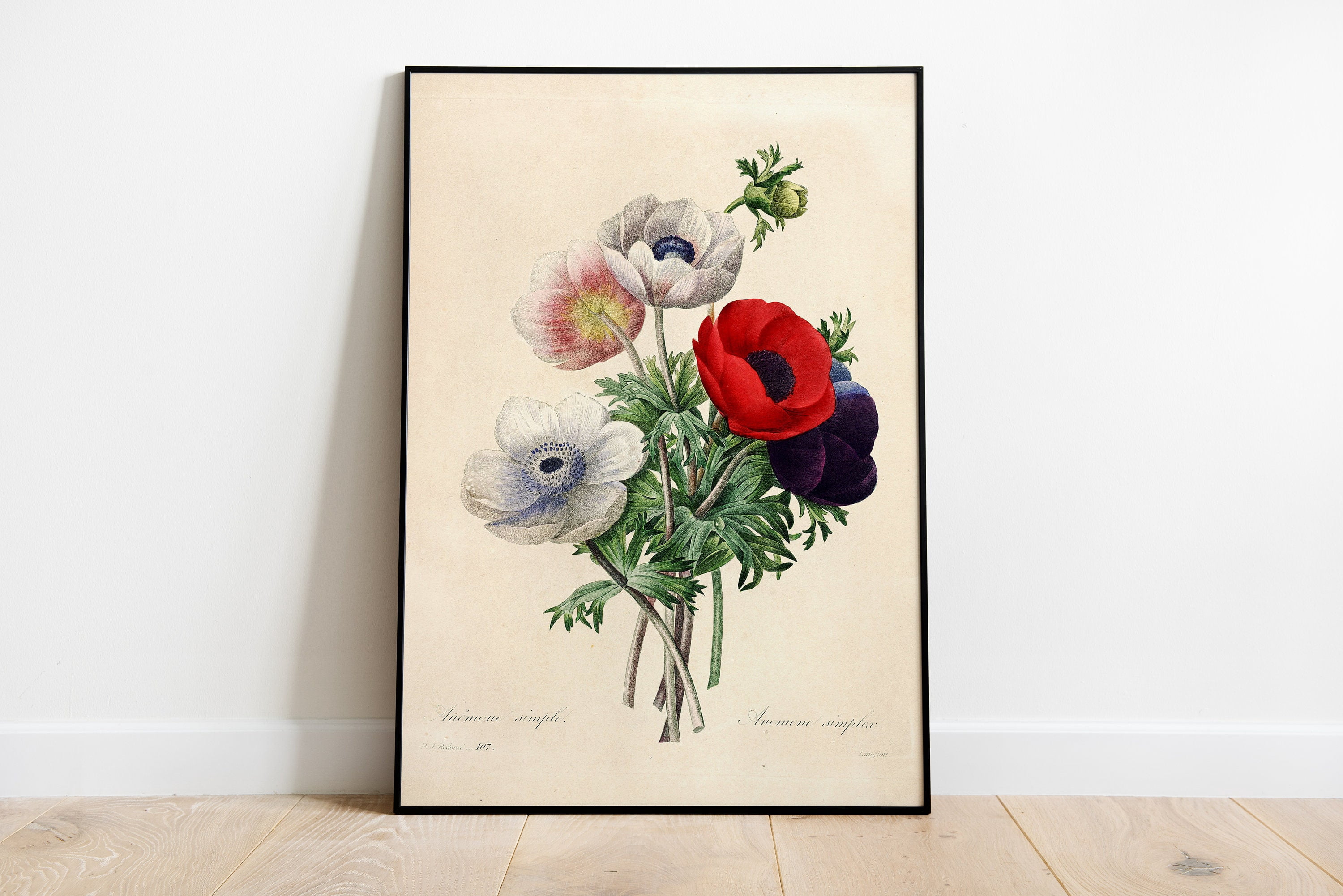 Poster Vintage Redoute Flowers- Anemone simple art decor Home Room Wall ...