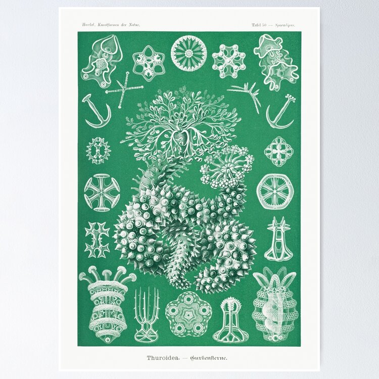 Poster Vintage Sea Animals and Microorganisms - Unframed Poster | Home ...