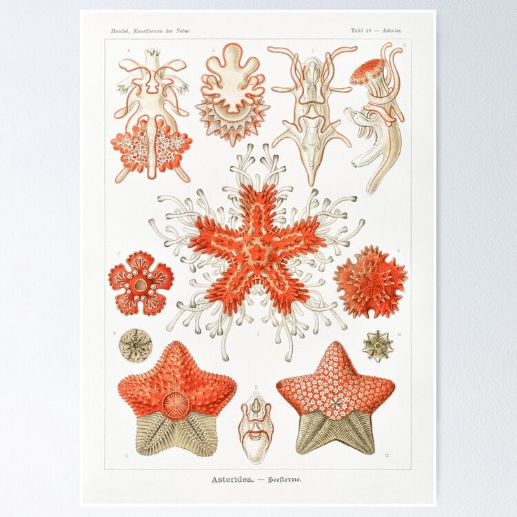 Poster Vintage Starfish - Unframed Poster, 12x18 - Walmart.com