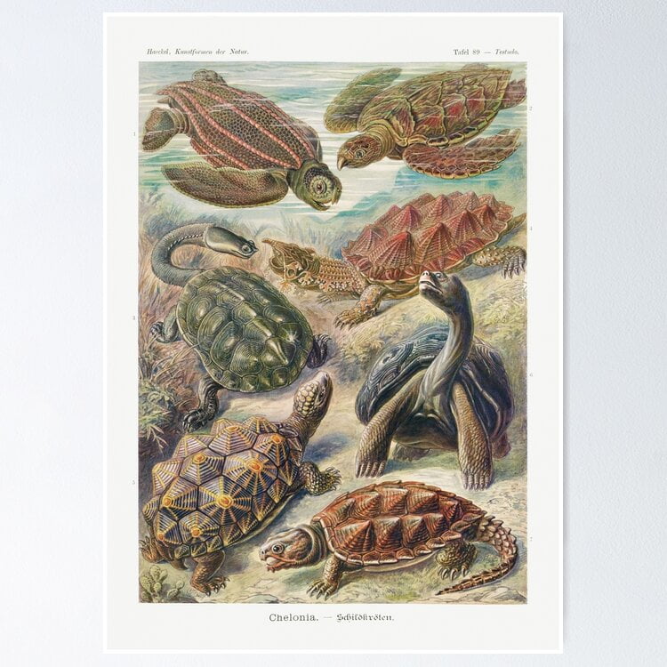 Poster Vintage Turtle and Tortoise - Unframed Poster, 12x18 - Walmart.com
