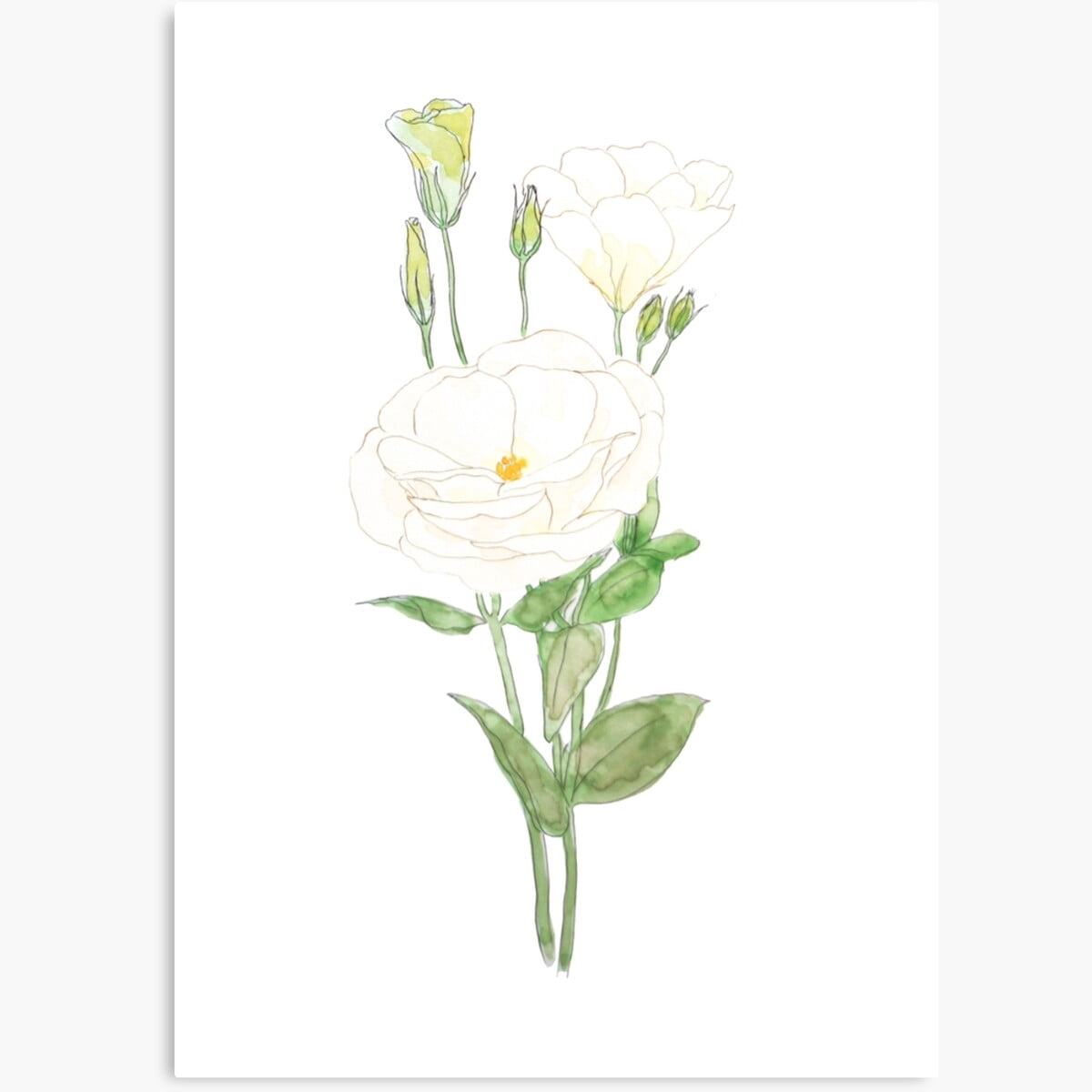 Poster White Eustoma Prairie Gentian Flowers Ink And Watercolour Poster ...