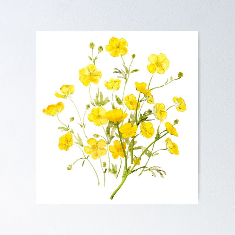 Poster Yellow Buttercup Bouquet Hand Painted - No Framed, Vintage Wall ...