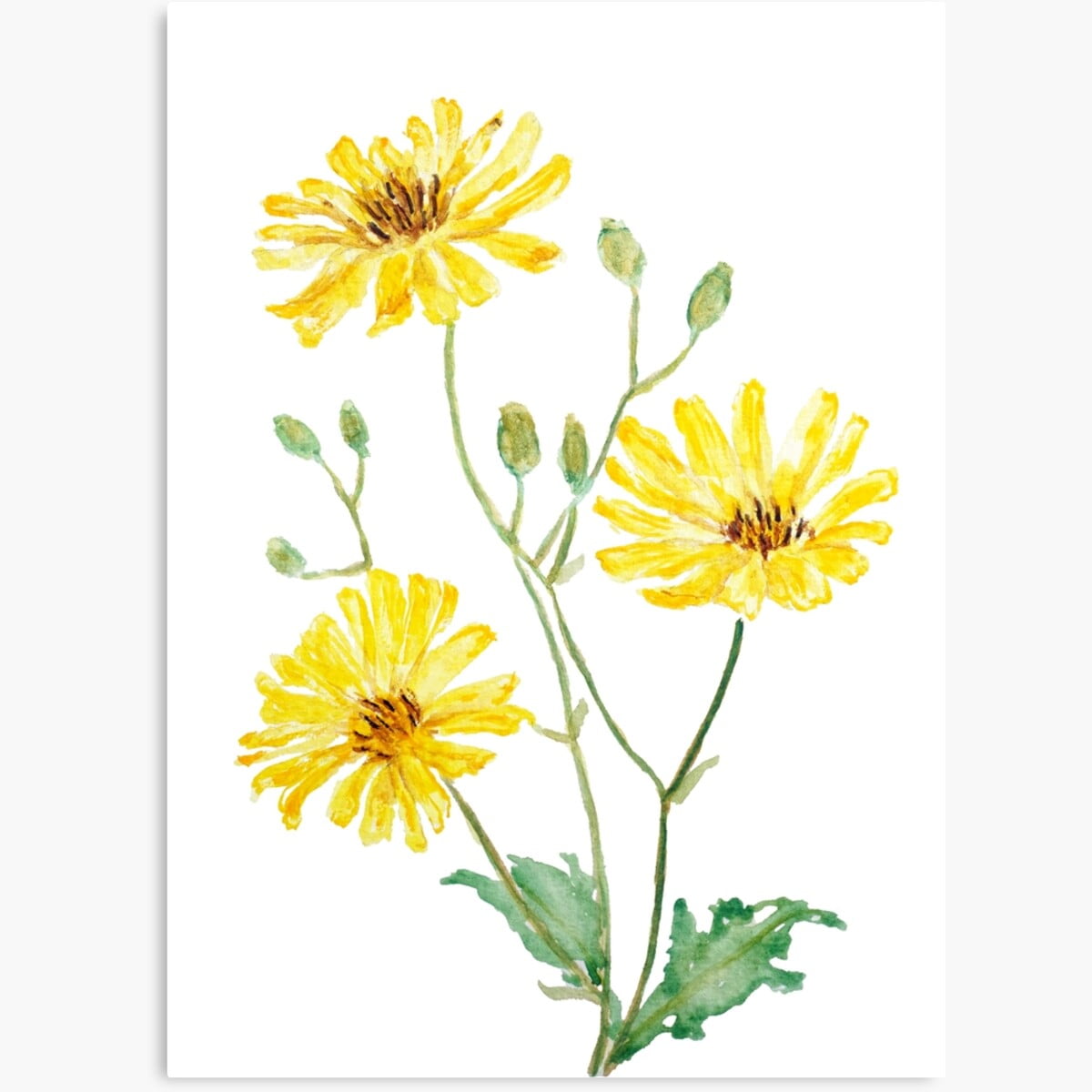 Poster Yellow Hawk Original Watercolour Painting Poster No Framed, 8x12 ...