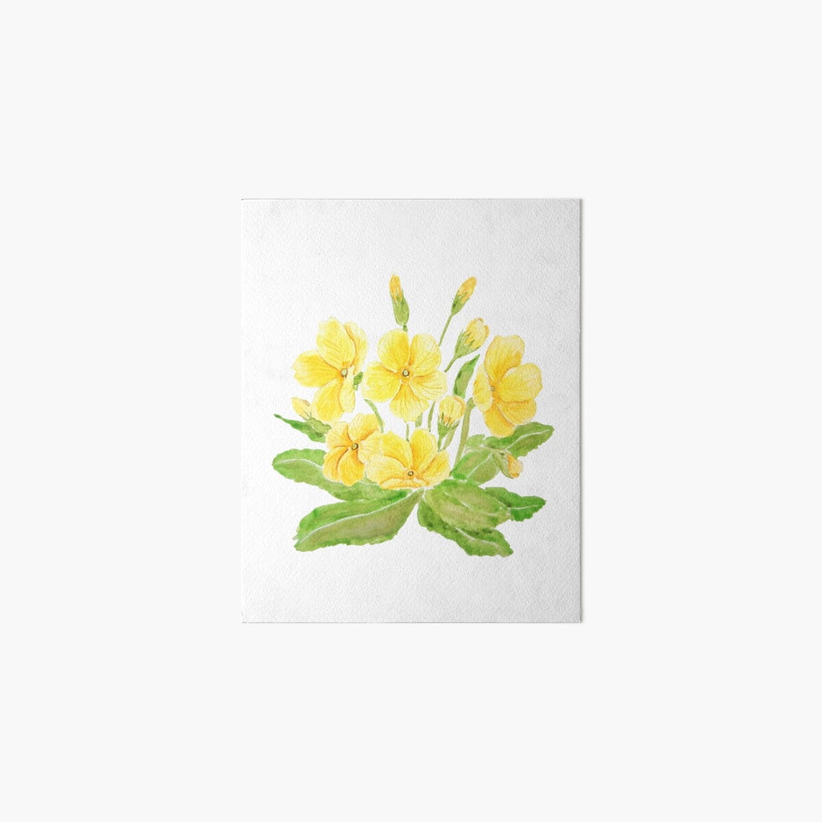Poster Yellow Primula Flowers Watercolor Painting Wild Primrose Poster ...
