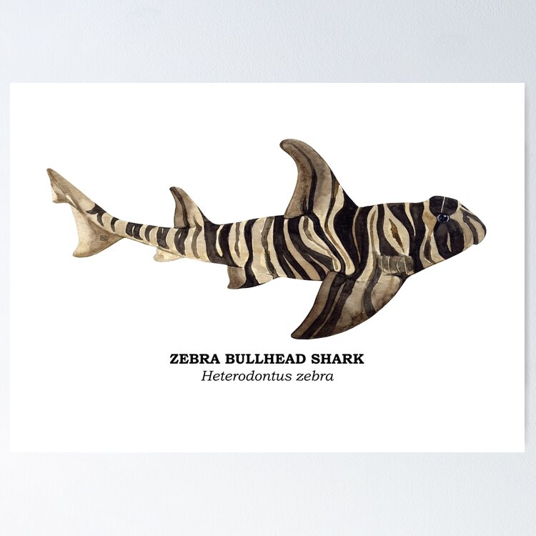 Poster Zebra Bullhead Shark-Heterodontus Zebra (Name) - No Framed ...