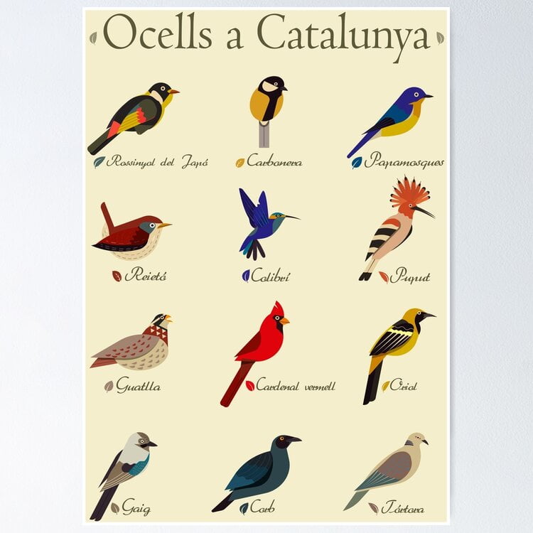 Poster birds of Catalonia - Unframed Poster, 24x36 - Walmart.com
