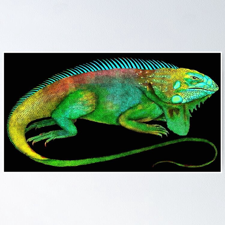 Poster iguana full color natural beauty - Unframed Poster, 12x18 ...