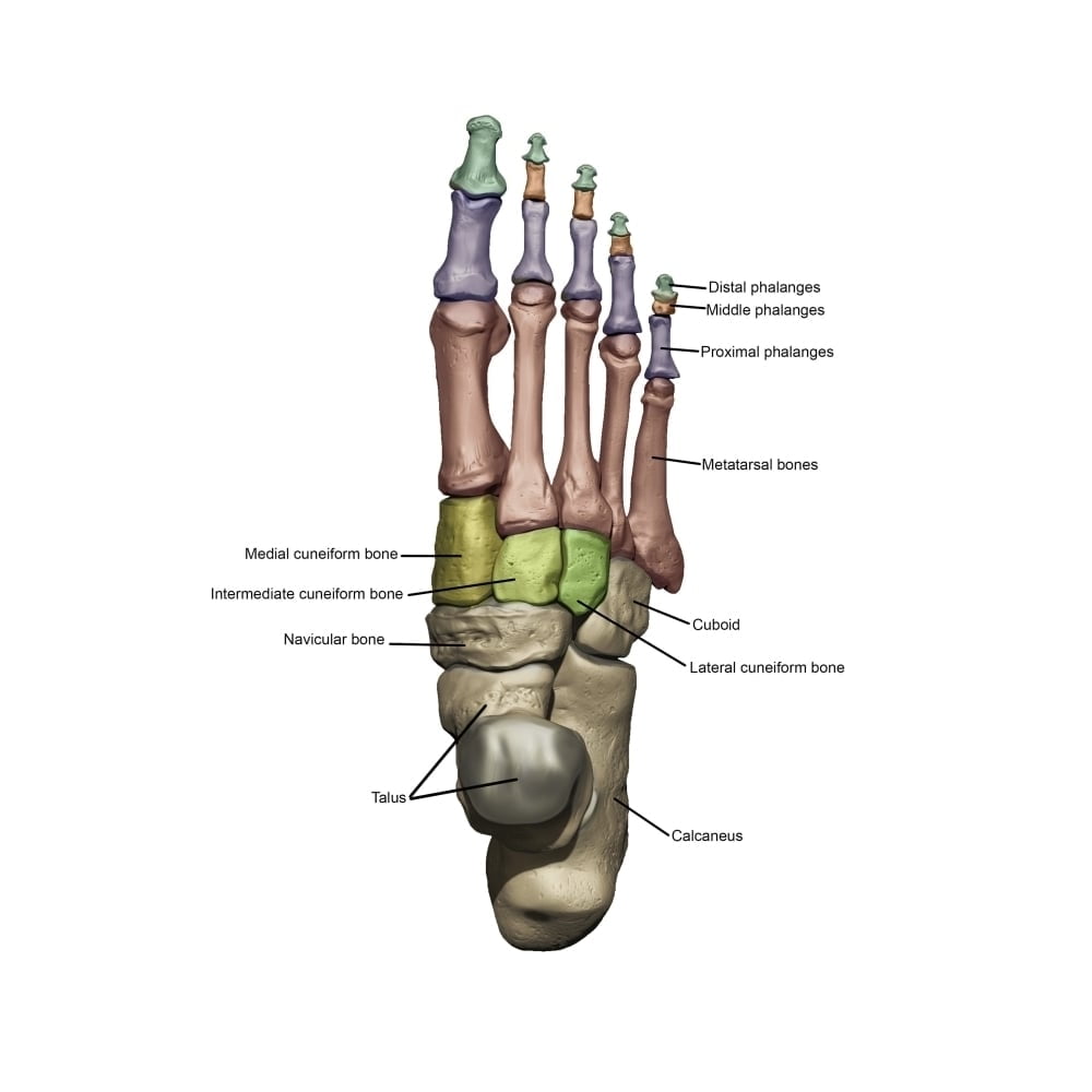 Posterazzi 3D Model Foot Bone Structures Illustration 11" x 17" Poster ...