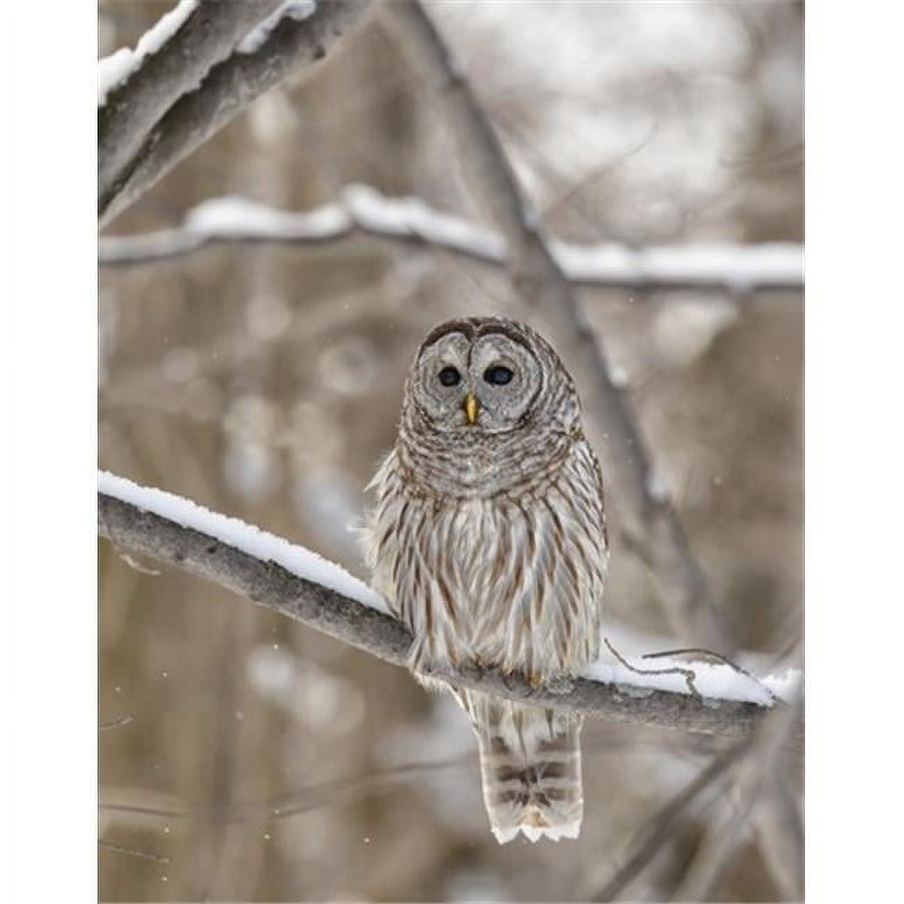 Posterazzi Barred Owl Strix Varia - Boucherville Quebec Canada Poster ...