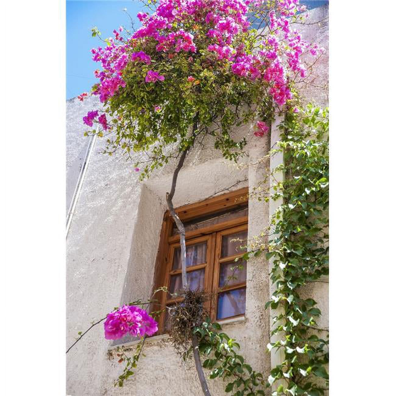 Posterazzi Blossoming Flowers & A Vine Decorate The Exterior of A House ...