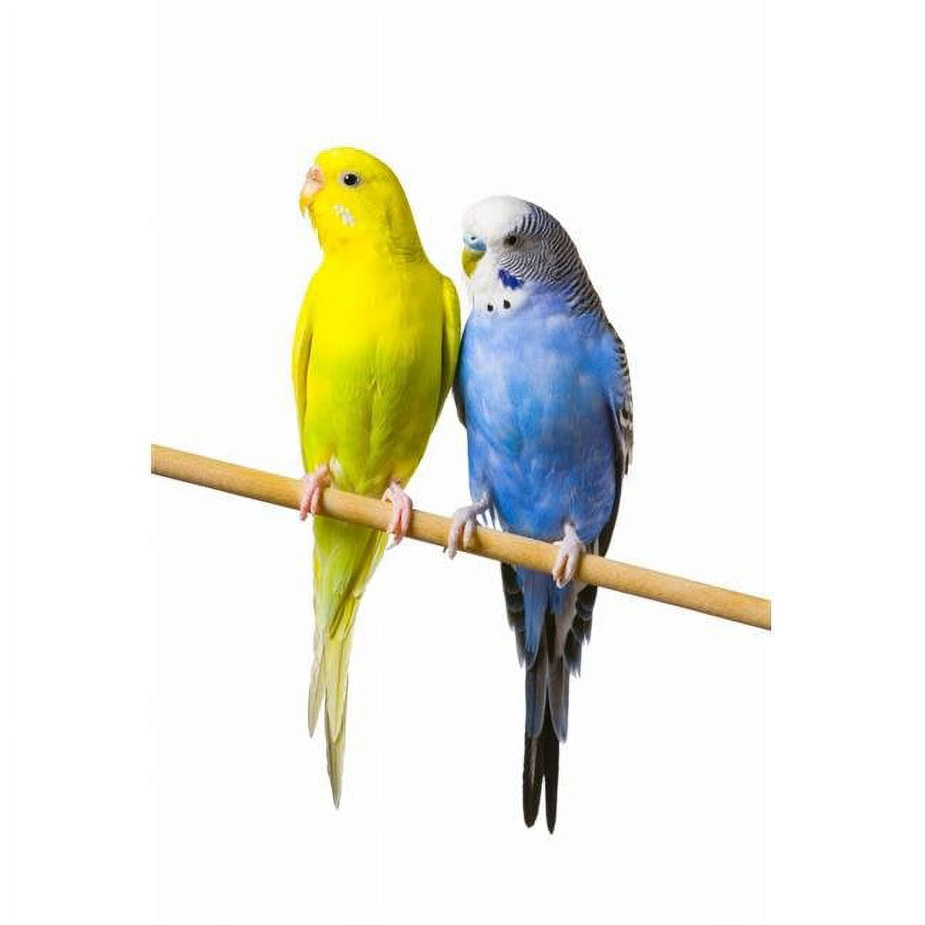Posterazzi Budgerigar Melopsittacus Undulatus On A Perch Poster Print ...