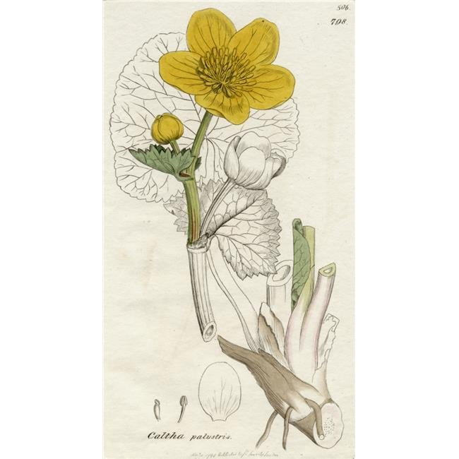Posterazzi Caltha Palustris-Marsh Marigold 1798 by James Sowerby ...