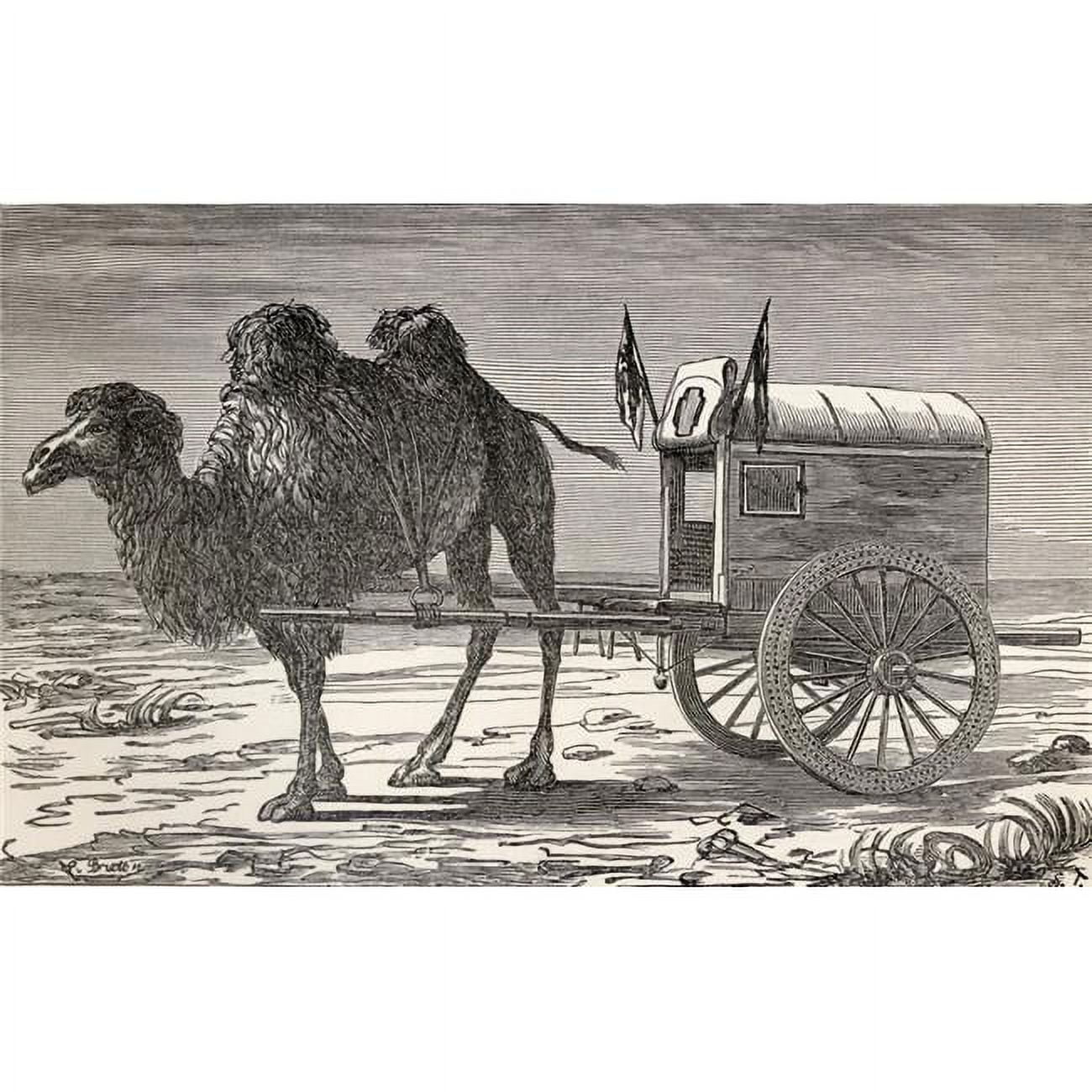 Posterazzi A Camel Pulling A Carriage Across The Gobi Desert, Asia In ...