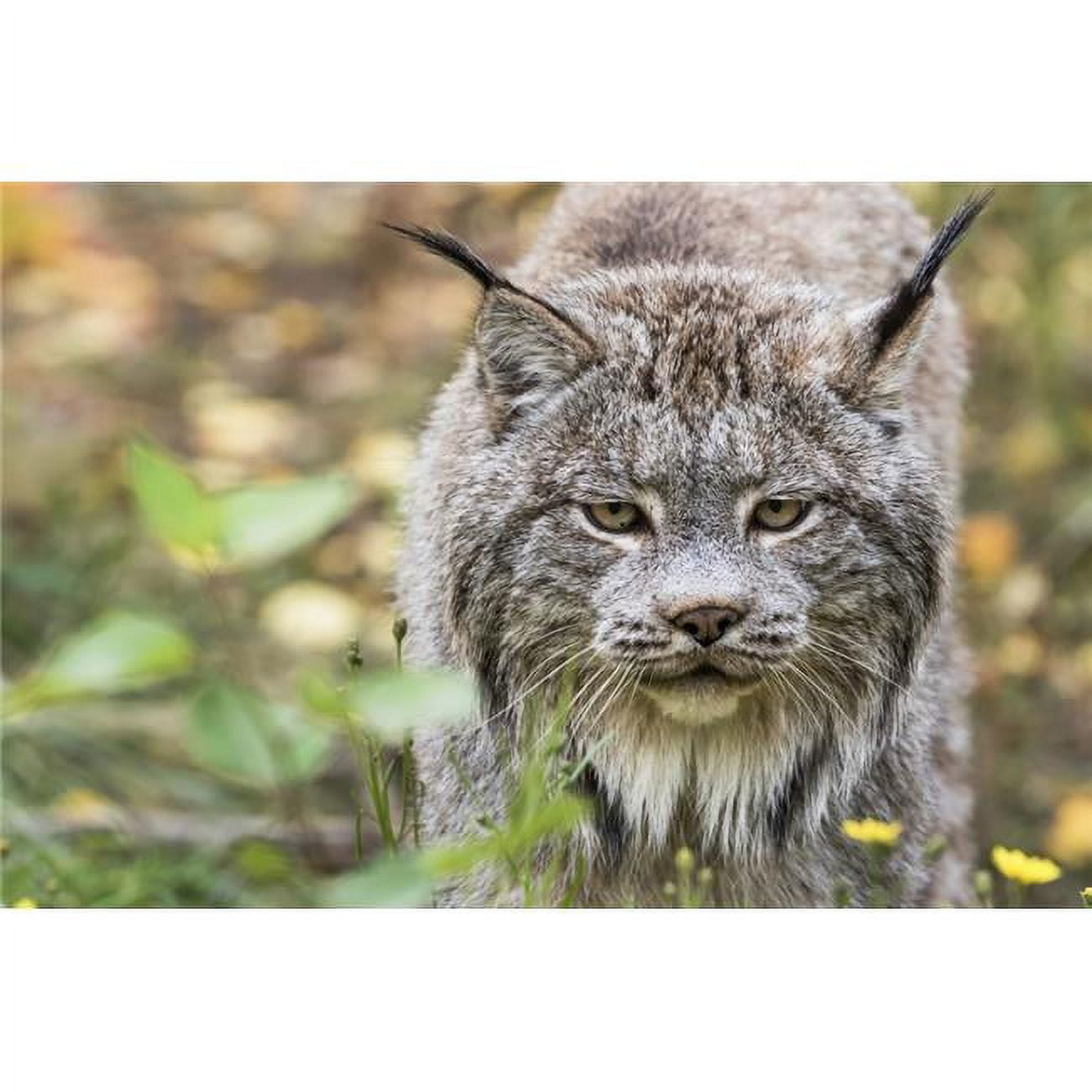 Posterazzi Canadian Lynx Lynx Canadensis Walking Through The Underbrush ...
