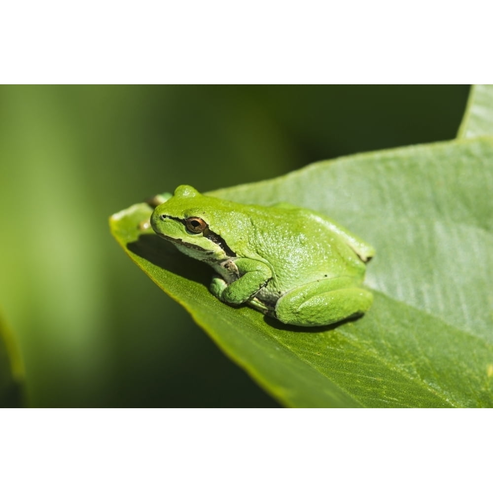Posterazzi DPI12252454 A Pacific Tree Frog Pseudacris Regilla Rests on ...