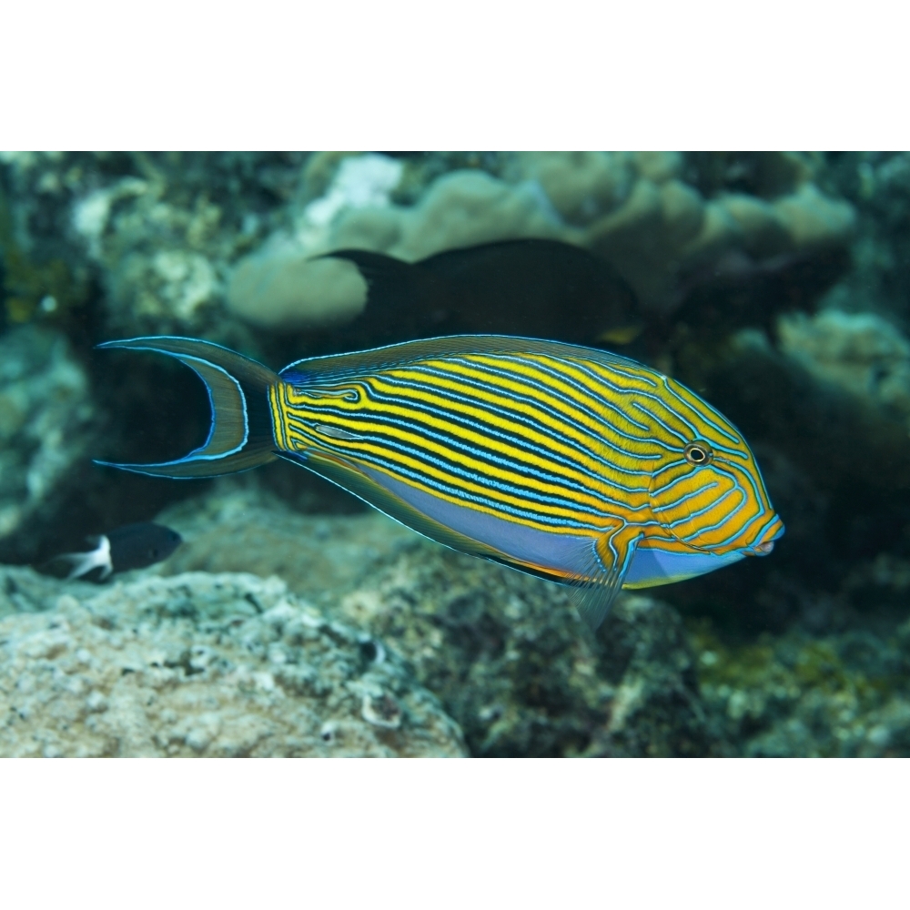 Posterazzi DPI12254696LARGE The Striped Surgeonfish Are Often Found ...