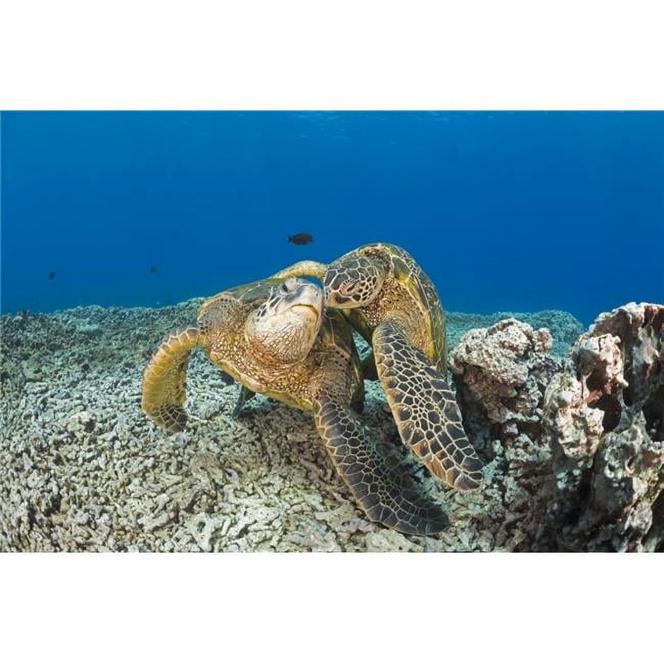 Posterazzi DPI12254711LARGE Green Sea Turtles Chelonia Mydas An ...