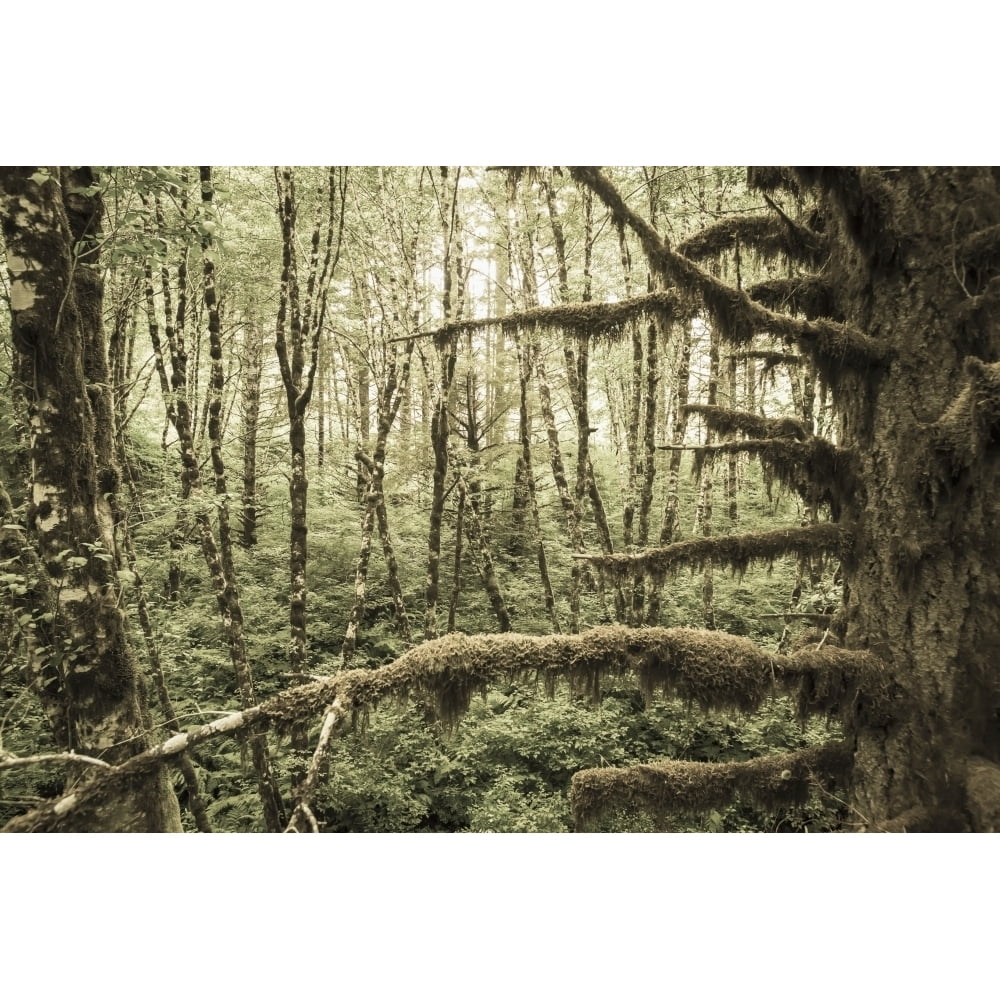 Posterazzi DPI12254901LARGE Mossy Tree Trunks in The Woods - Portland ...