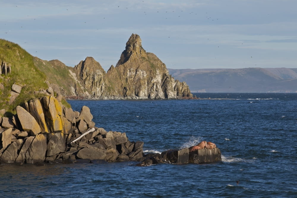Posterazzi DPI12256282 Pacific Walrus Group of Males Hauled Out on Flat ...