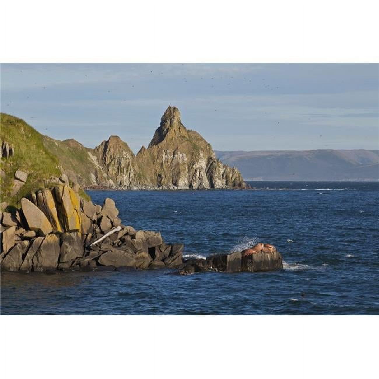 Posterazzi DPI12256282LARGE Pacific Walrus Group of Males Hauled Out on ...