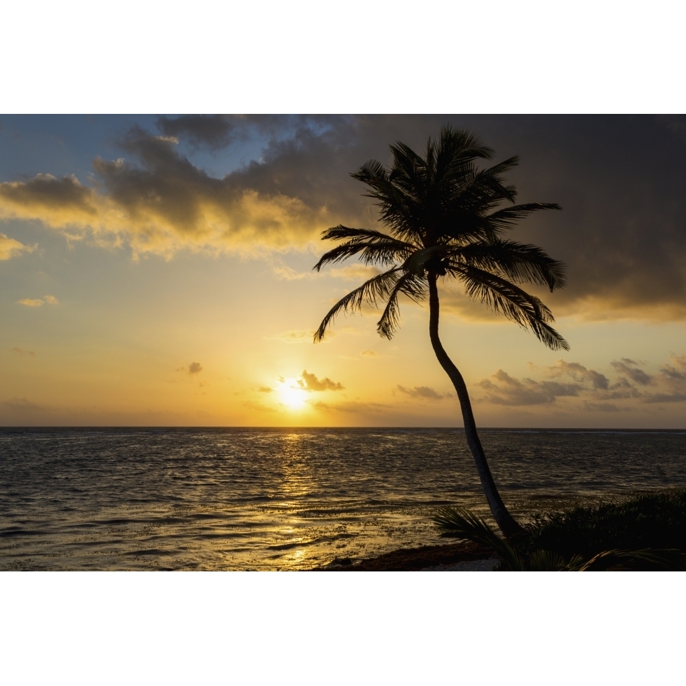 Posterazzi DPI12269293LARGE Silhouette of A Coconut Tree Along The ...