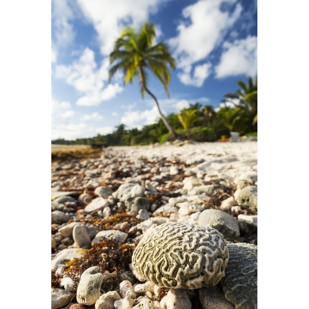Posterazzi DPI12269373LARGE Close Up of A Brain Coral on A Coral Beach ...